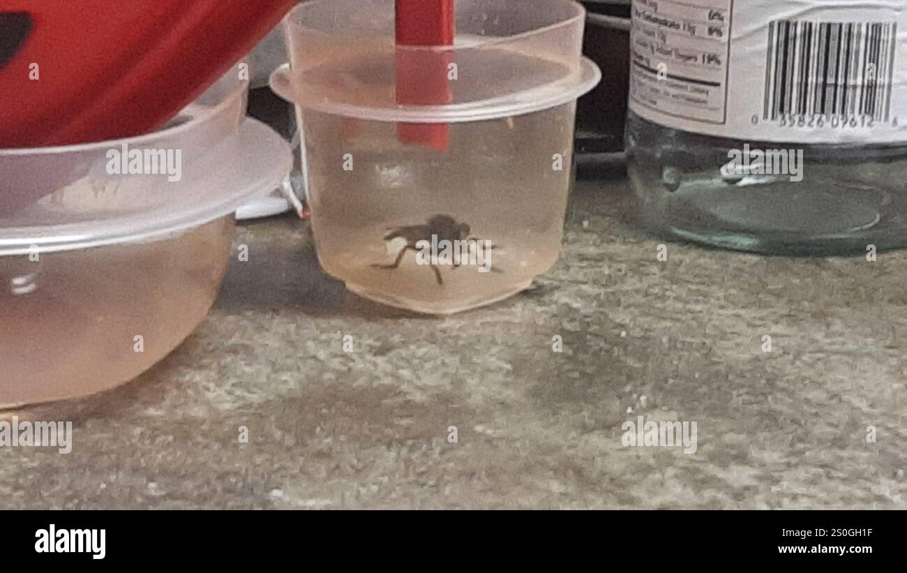 Red-footed Cannibal Fly (Promachus rufipes Stock Photo - Alamy