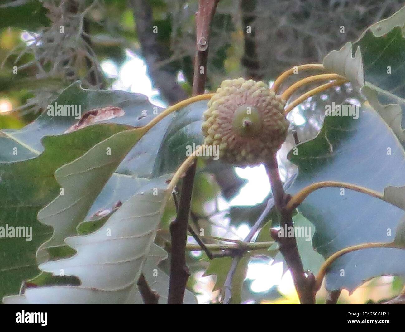 swamp chestnut oak (Quercus michauxii Stock Photo - Alamy