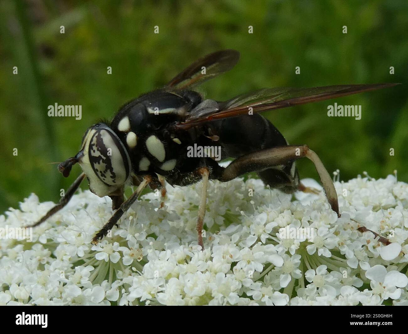 Bald-faced Hornet Fly (Spilomyia fusca Stock Photo - Alamy