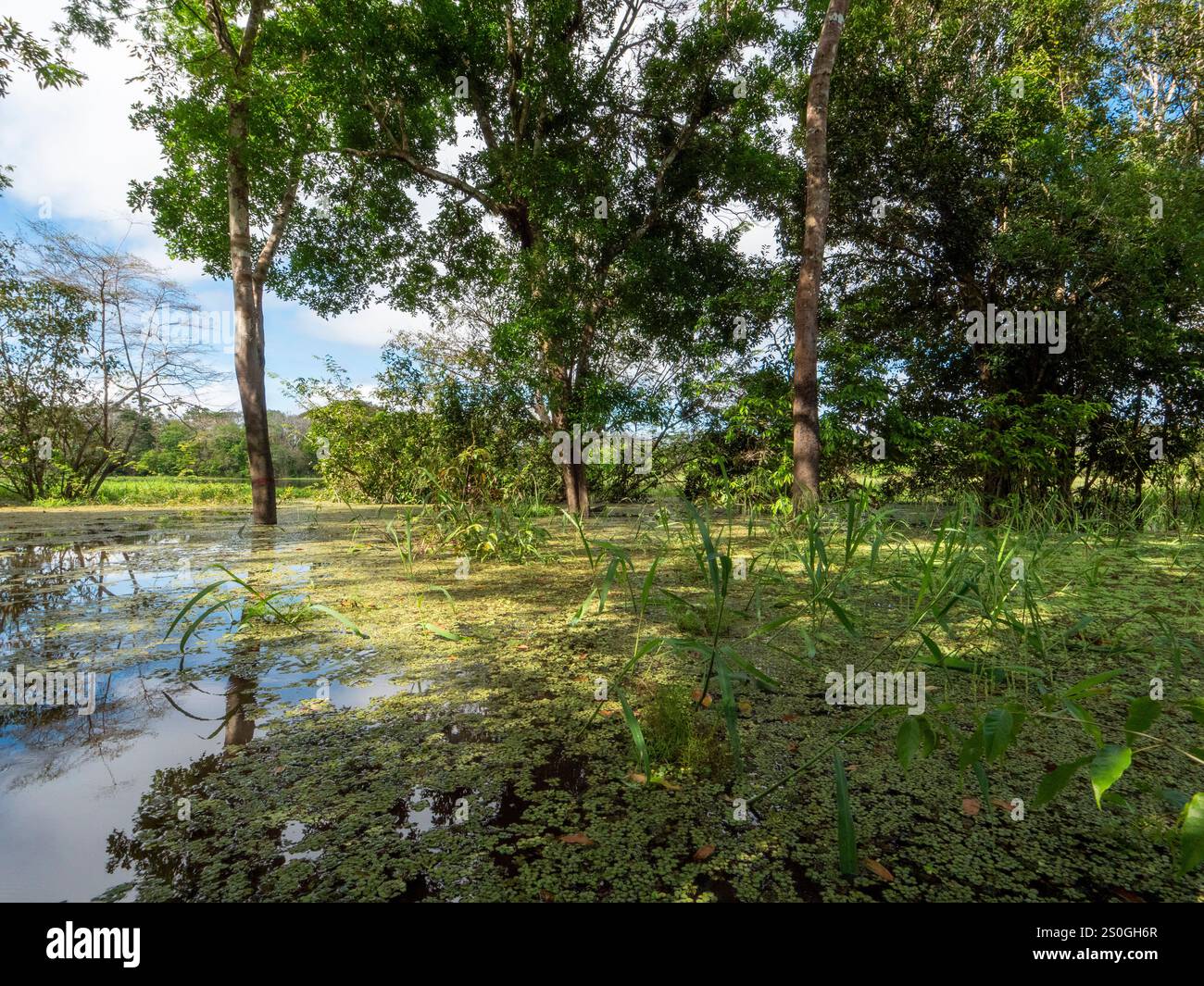 Amazon river landscape with trees standing in the water. The photo was ...