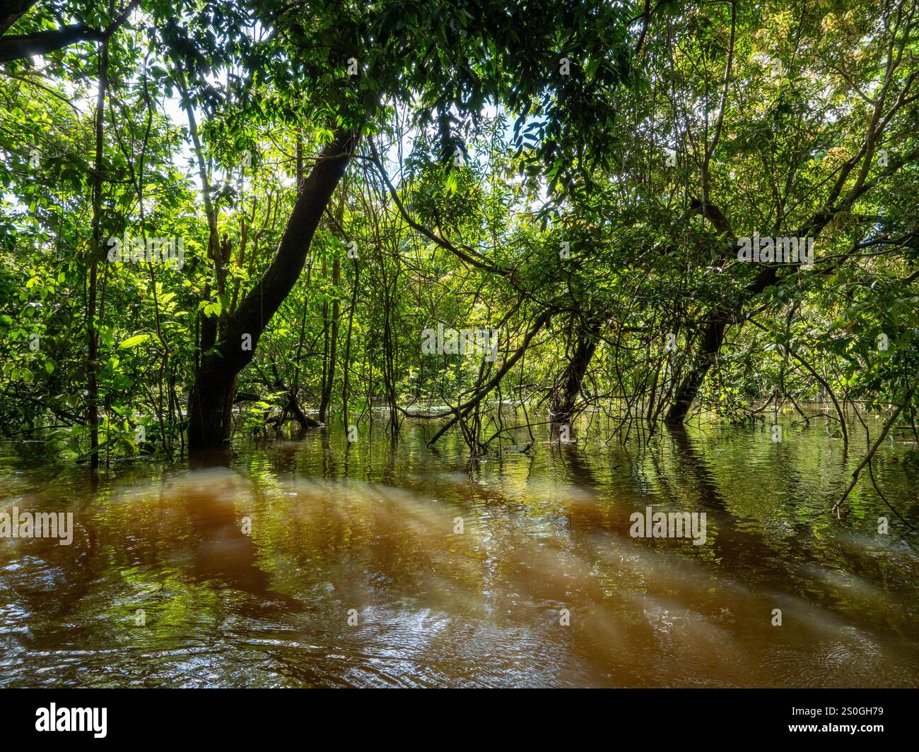 Amazon river landscape with trees standing in the water. The photo was ...