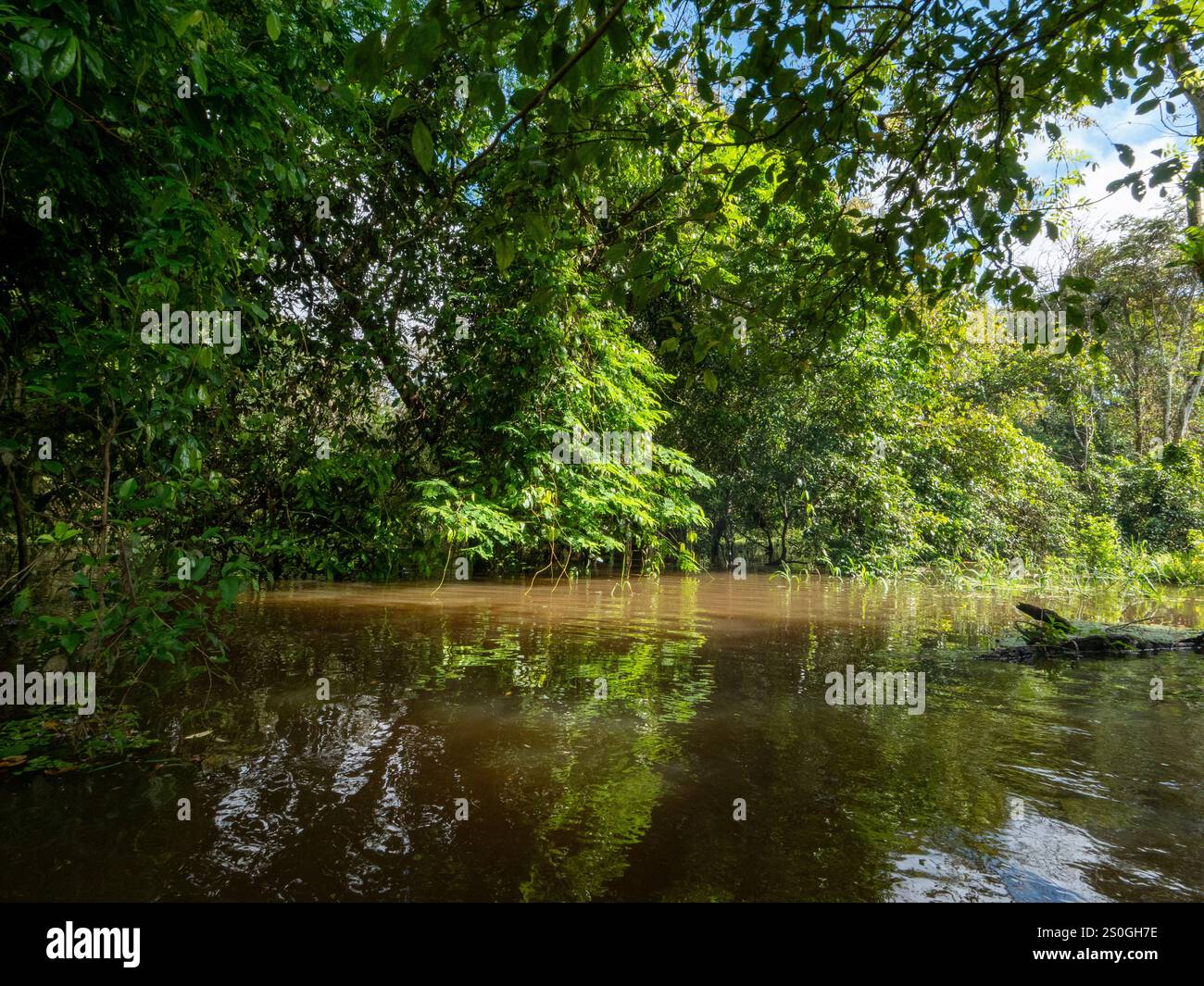Amazon river landscape with trees standing in the water. The photo was ...