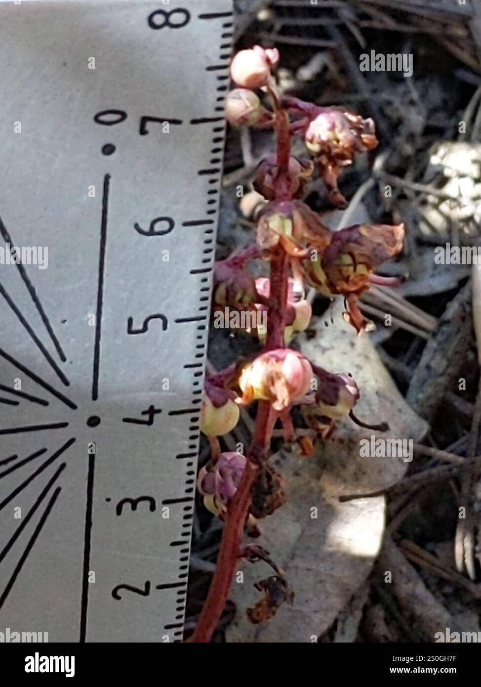 white-veined wintergreen (Pyrola picta Stock Photo - Alamy