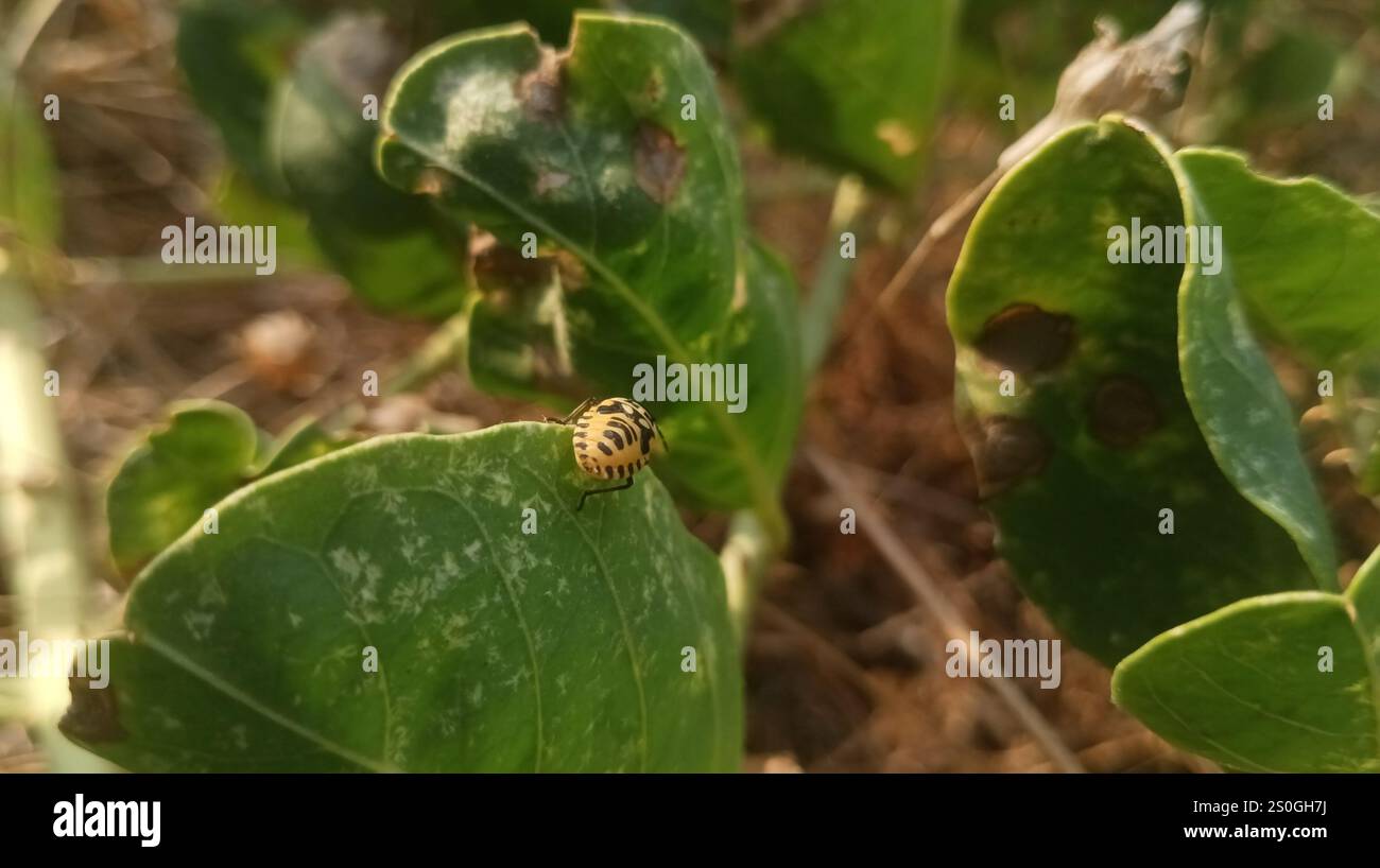 cruciferous bug (Eurydema ventralis Stock Photo - Alamy