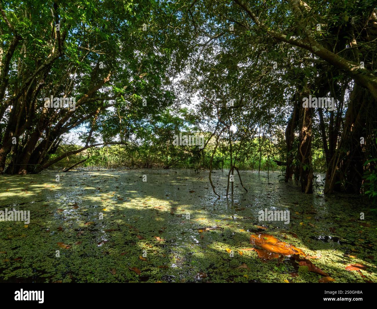 Amazon river landscape with trees standing in the water. The photo was ...
