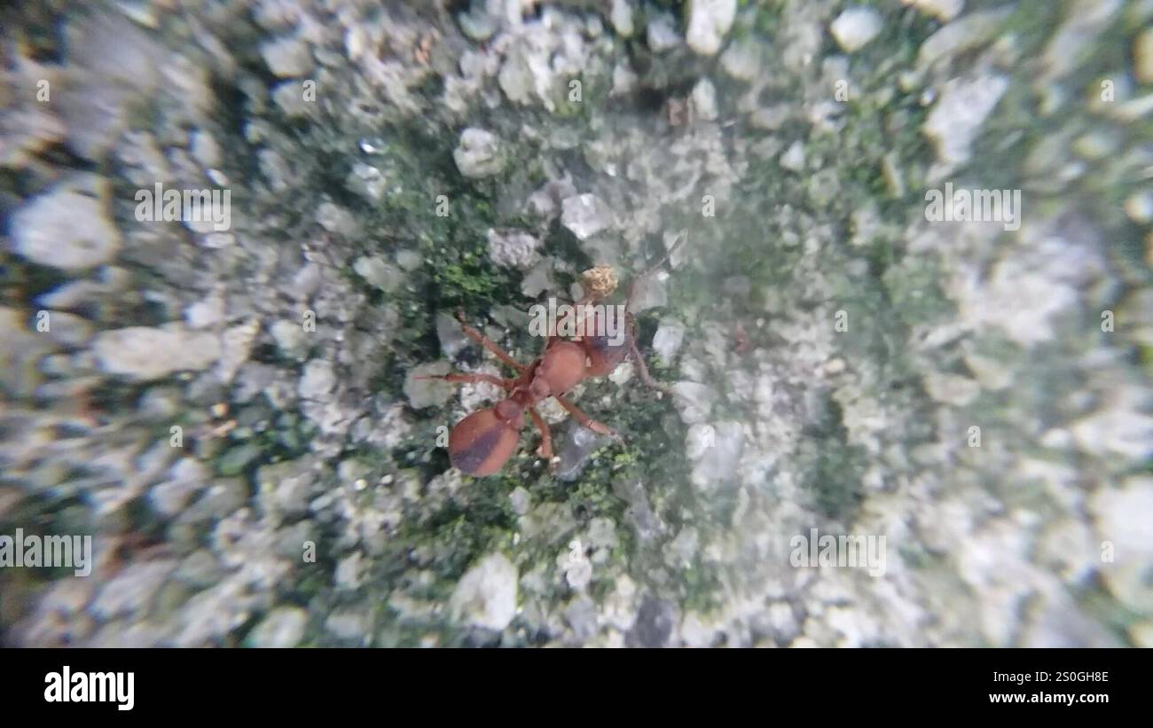 Northern Fungus-farming Ant (Trachymyrmex septentrionalis Stock Photo ...