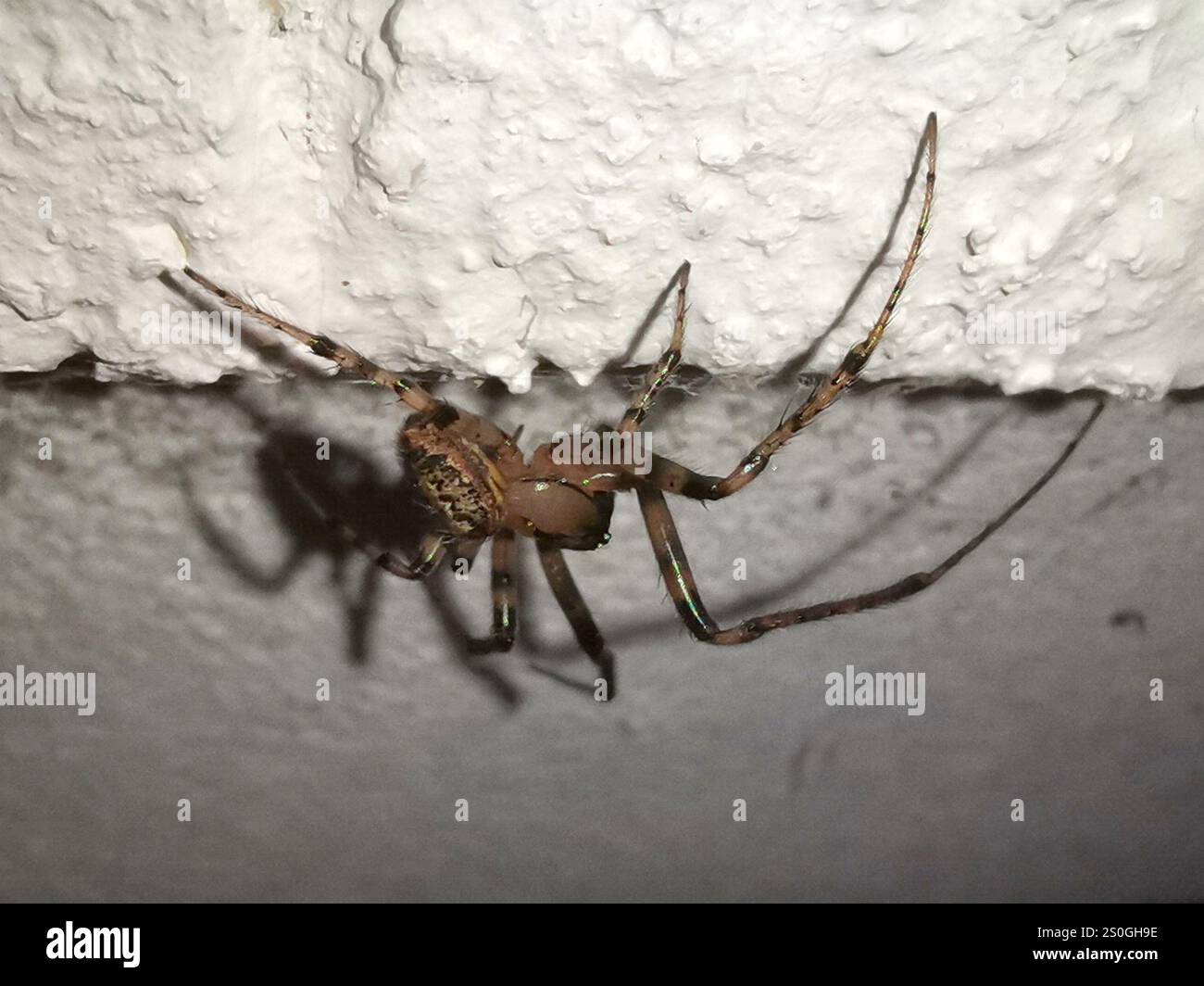 Thorelli hi-res stock photography and images - Alamy