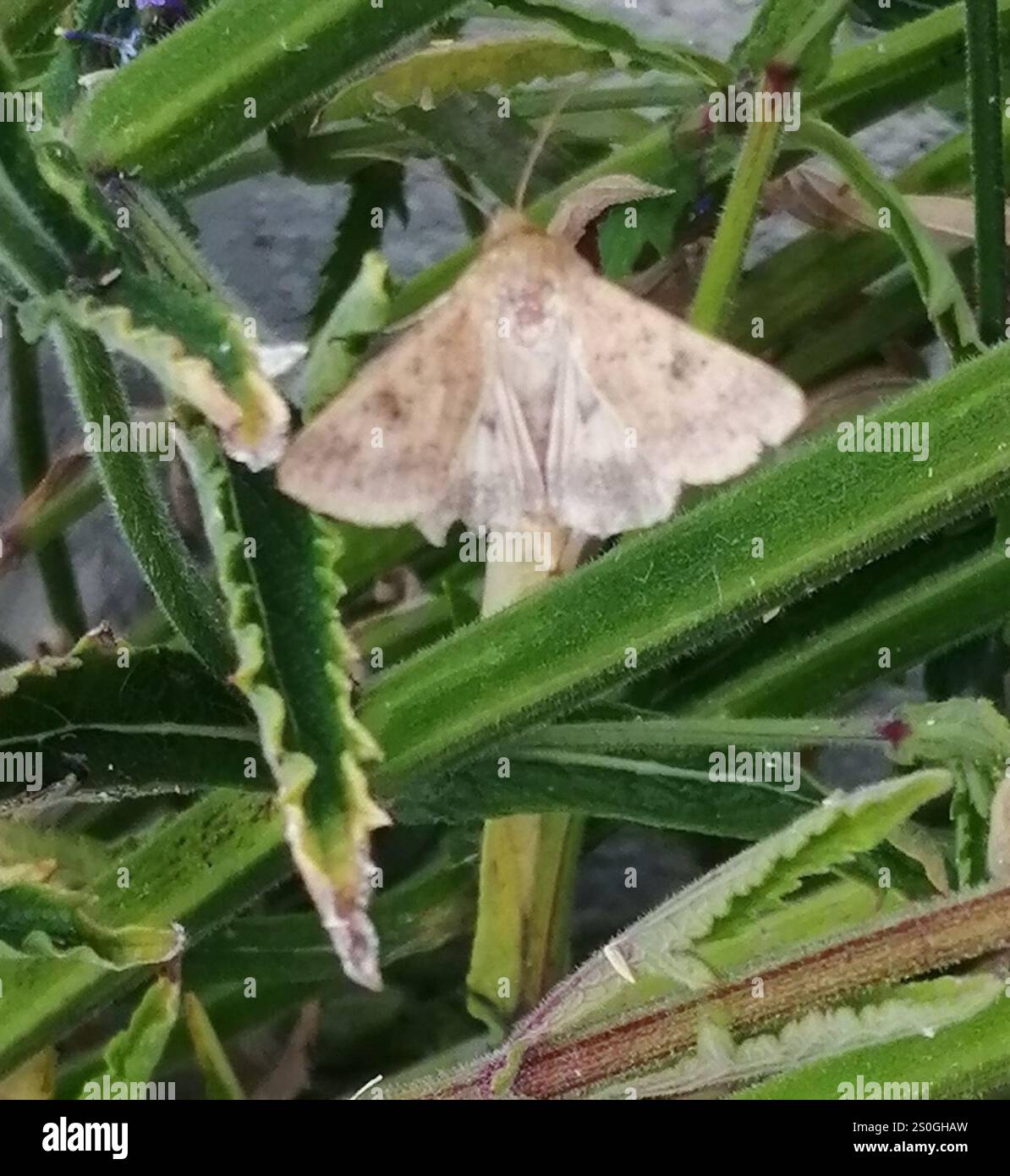 Cotton Bollworm Moth (Helicoverpa armigera Stock Photo - Alamy