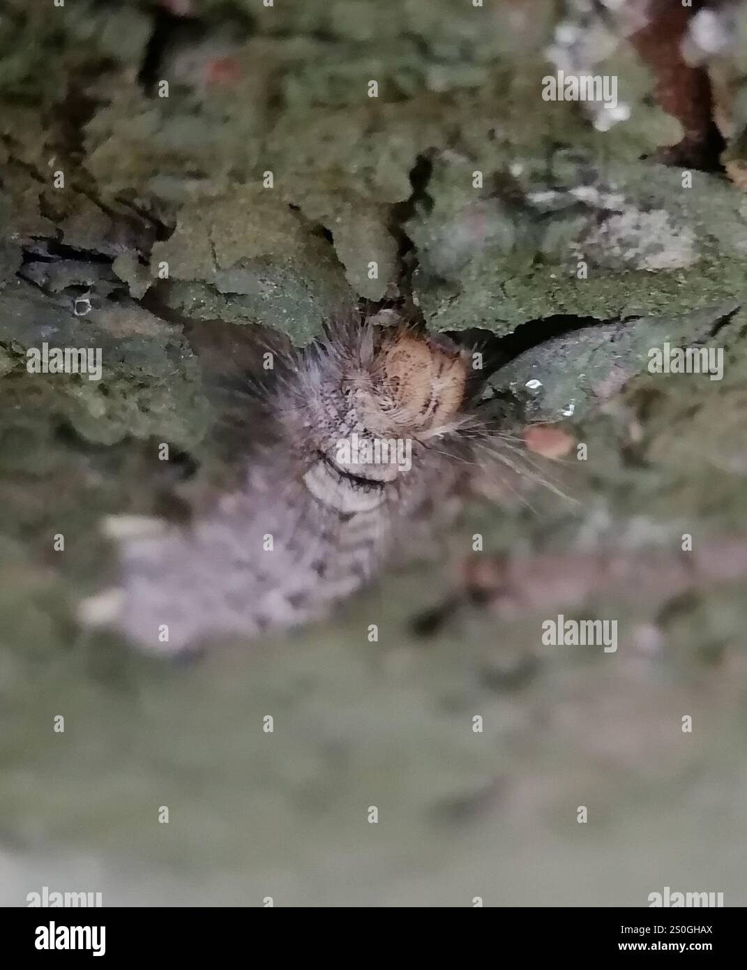 Pine-tree Lappet (Dendrolimus pini Stock Photo - Alamy