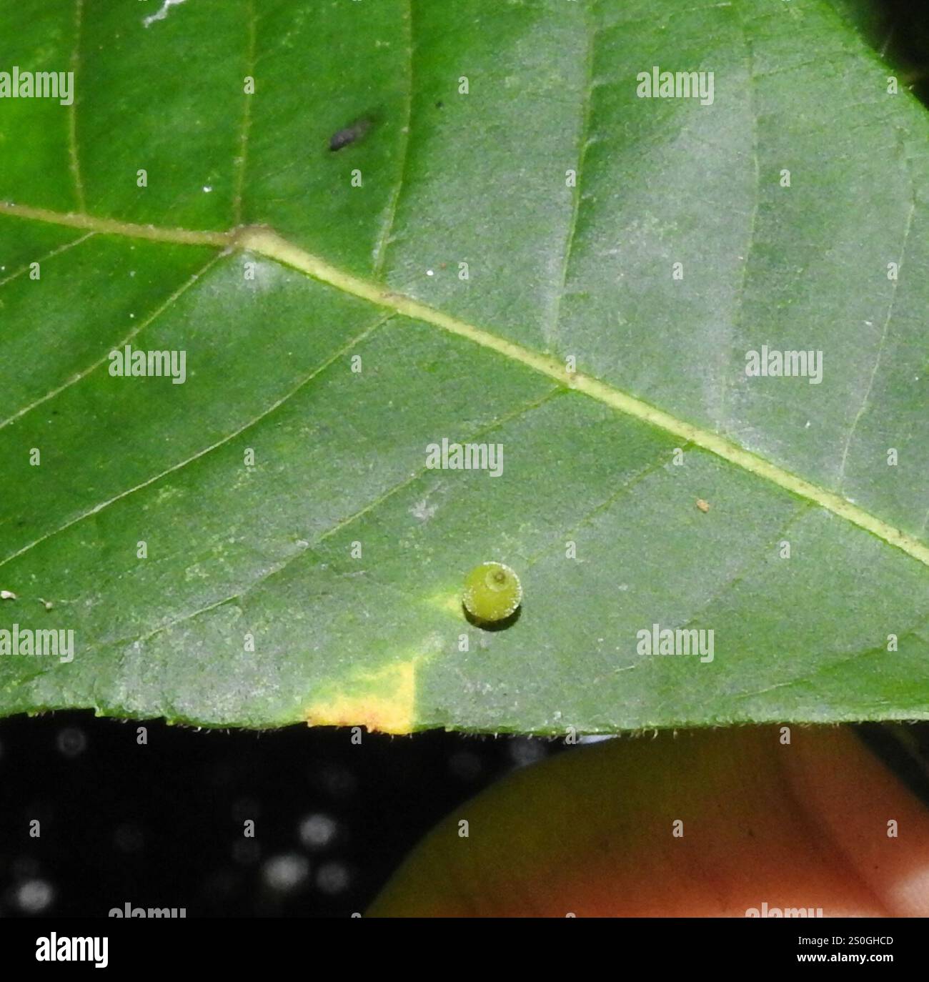 Hickory Sticky Ginger Jar Gall Midge (Caryomyia viscidolium Stock Photo ...