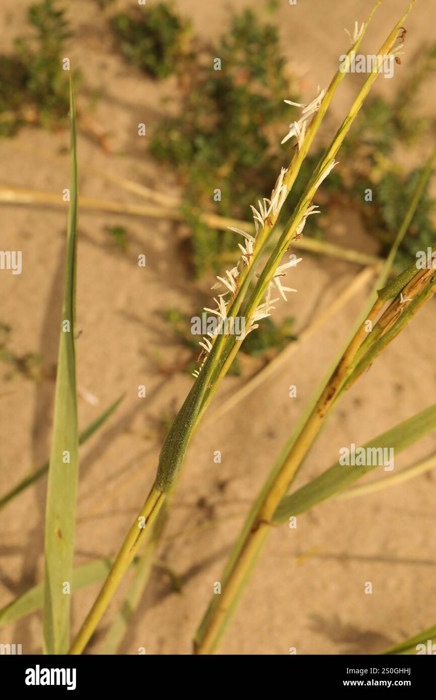 common cordgrass (Sporobolus anglicus Stock Photo - Alamy