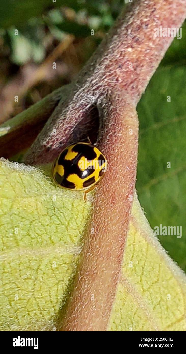 Fourteen-spotted Lady Beetle (Propylea quatuordecimpunctata Stock Photo ...
