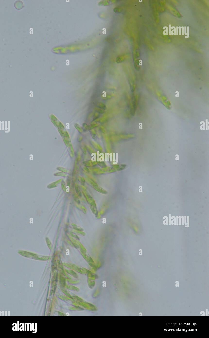 green algae (Chlorophyta Stock Photo - Alamy