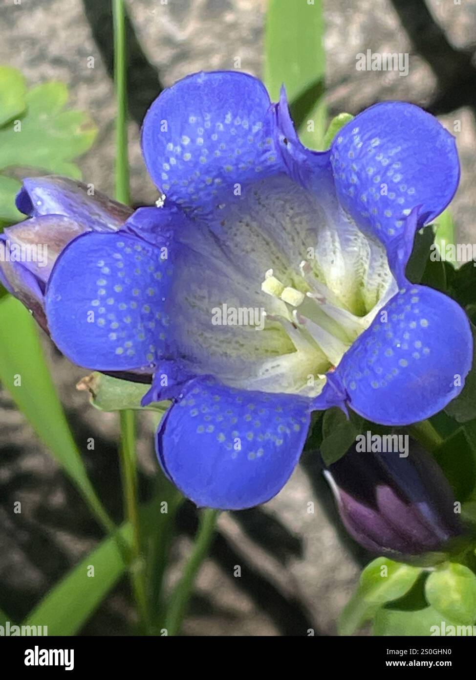 Mountain Bog Gentian (Gentiana calycosa Stock Photo - Alamy
