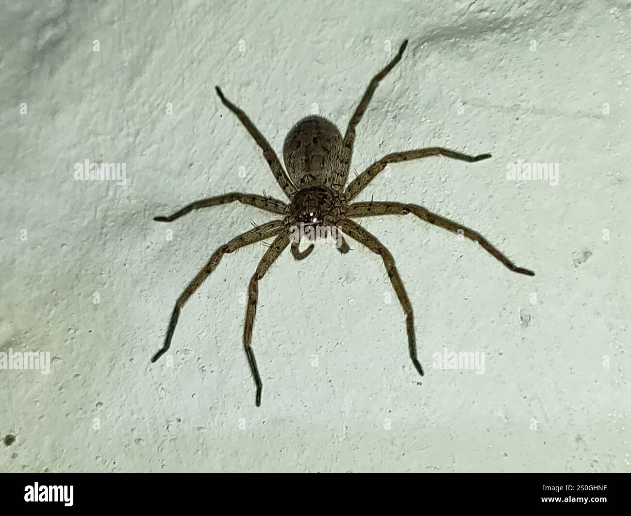 Pantropical Huntsman Spider (Heteropoda venatoria Stock Photo - Alamy