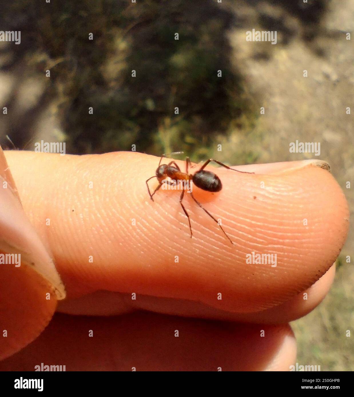 rufa-group Wood Ants (Formica rufa Stock Photo - Alamy