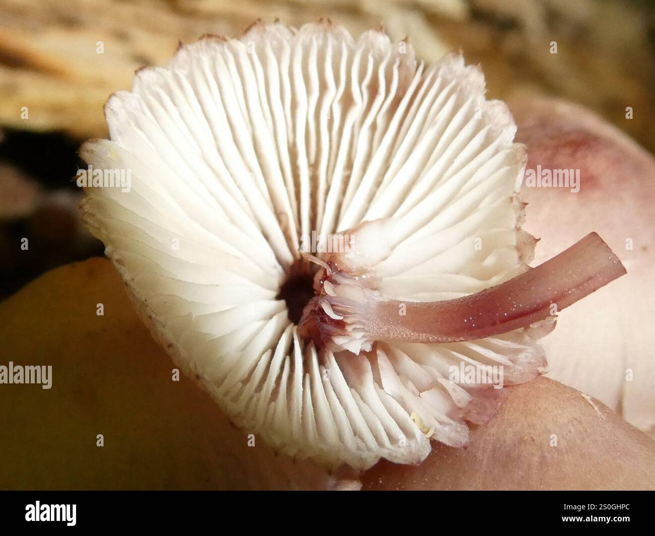 Bleeding Fairy Helmet (Mycena haematopus Stock Photo - Alamy