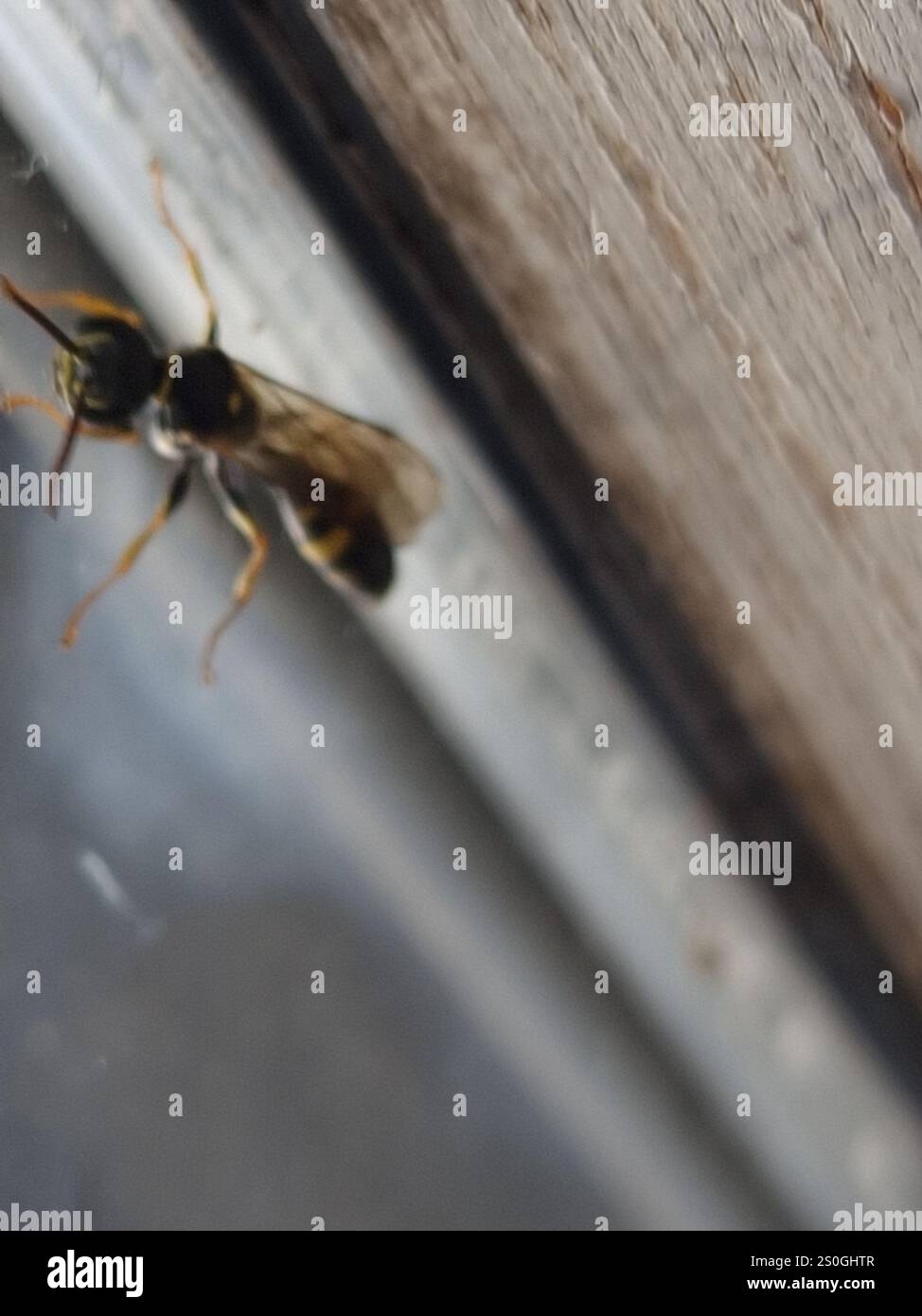 Square-headed Wasps, Sand Wasps, and Allies (Crabronidae Stock Photo ...