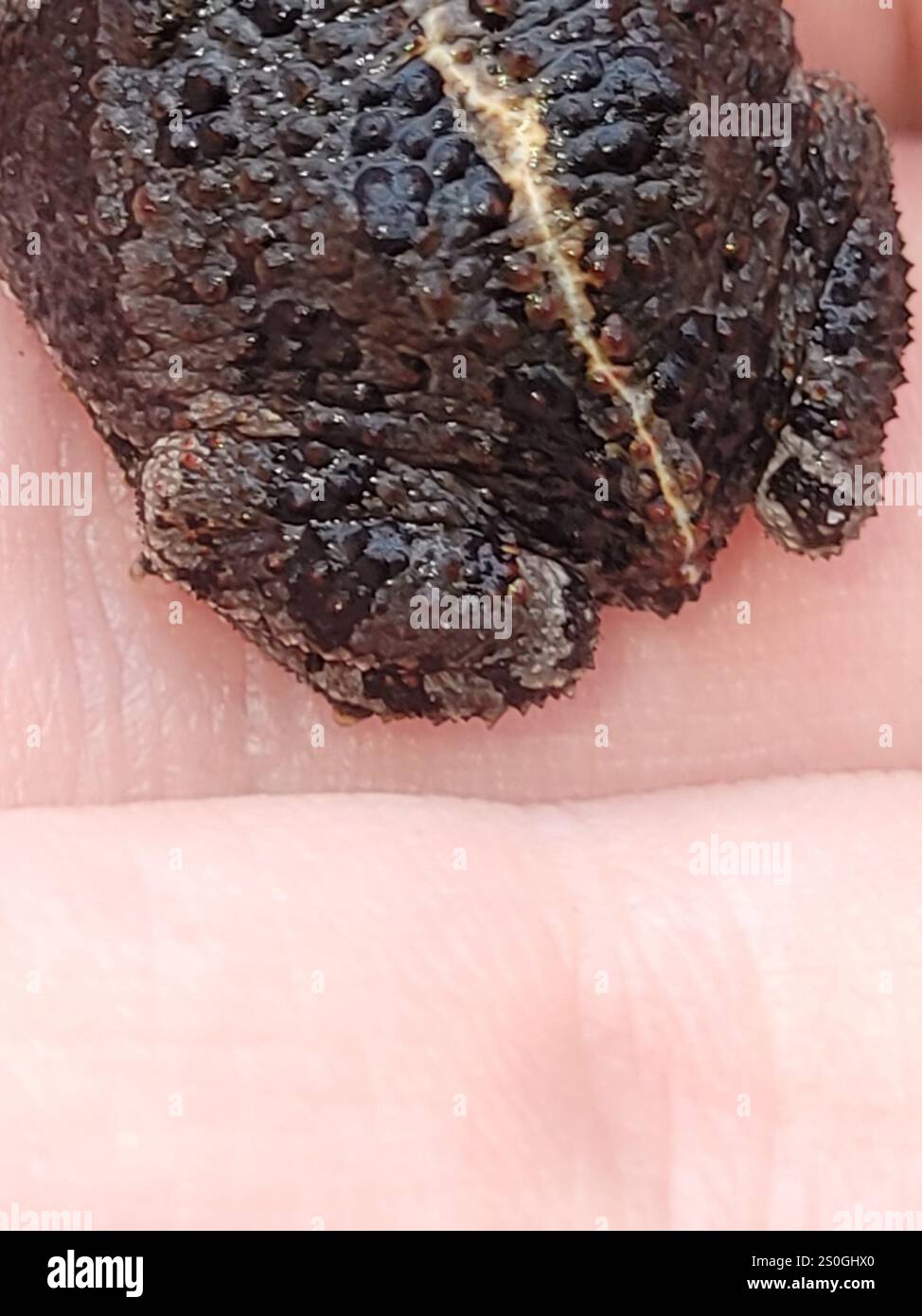 Oak Toad (Anaxyrus quercicus Stock Photo - Alamy