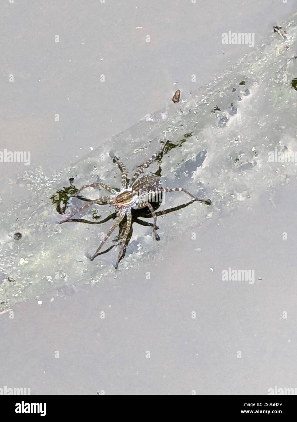 Wolf Spiders and Allies (Lycosoidea Stock Photo - Alamy