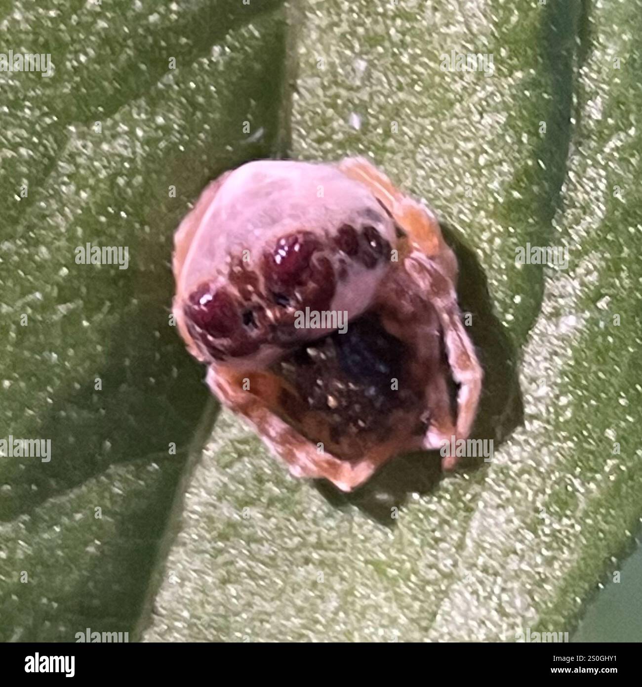Bolas spider hi-res stock photography and images - Alamy