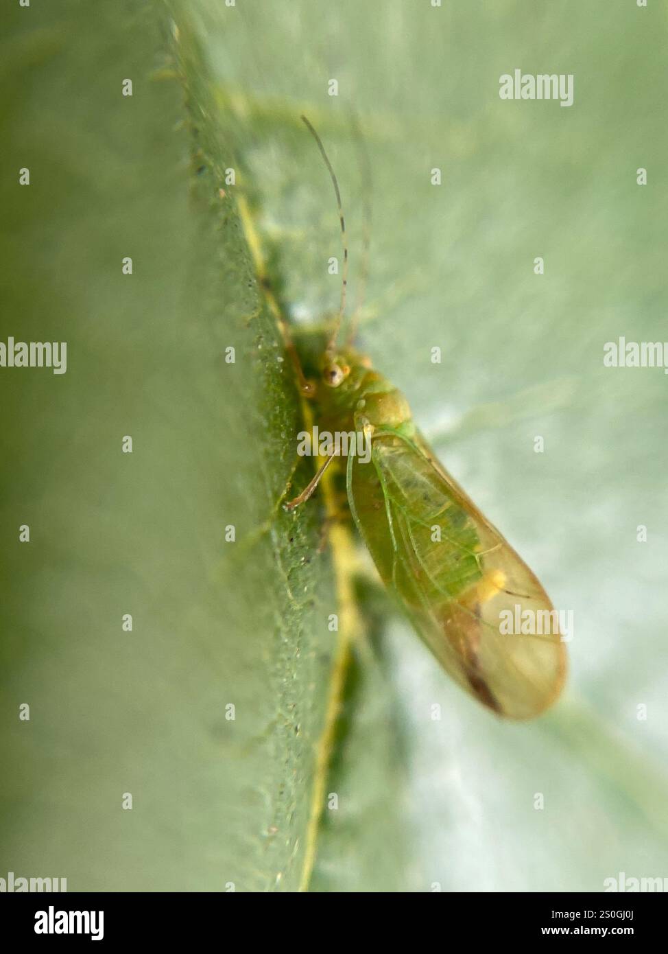 Psylloidea hi-res stock photography and images - Alamy