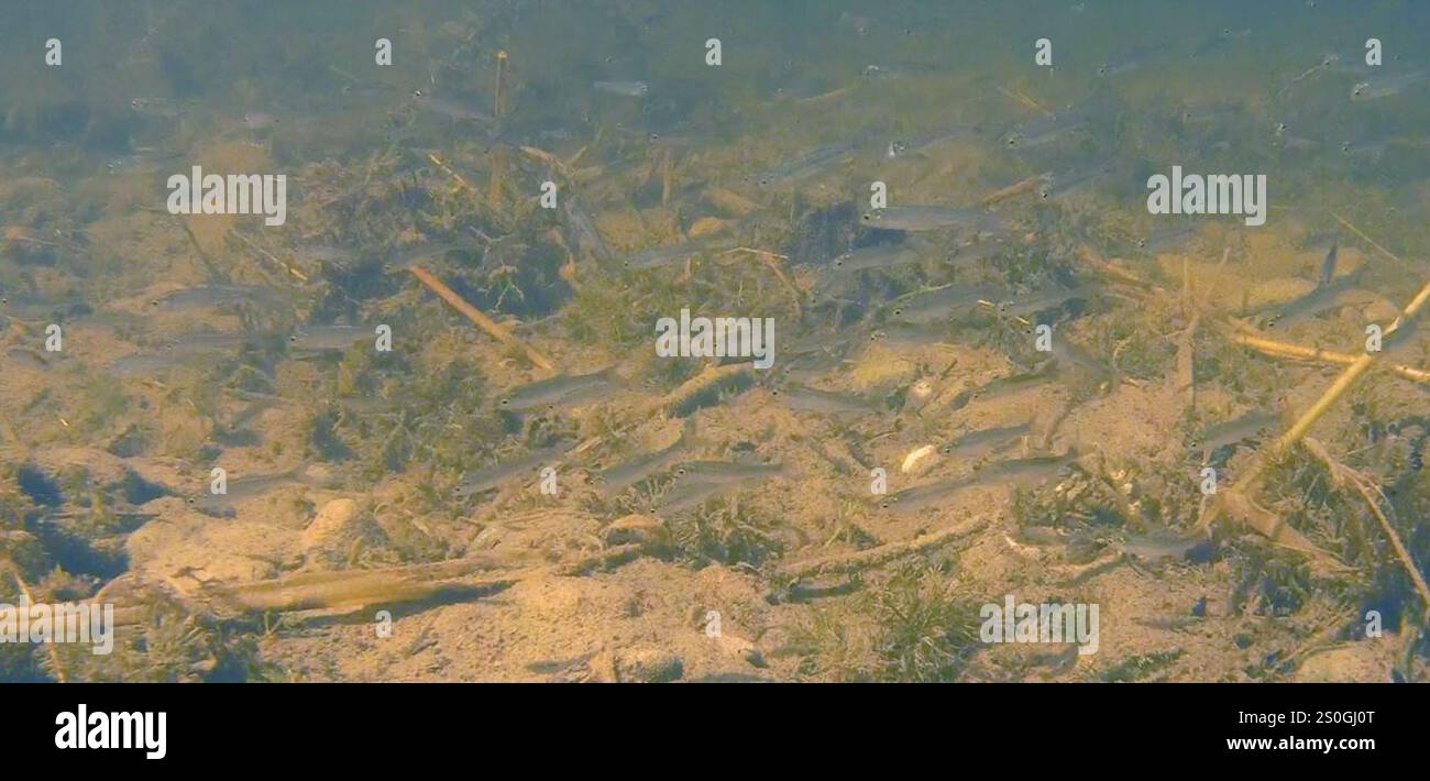 Ray-finned Fishes (Actinopterygii Stock Photo - Alamy