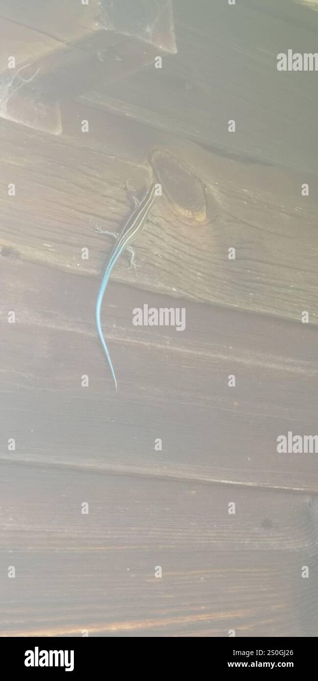 Common Five-lined Skink (Plestiodon fasciatus Stock Photo - Alamy