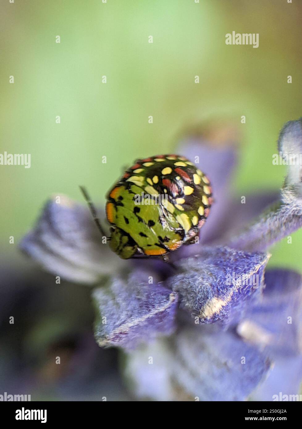 Southern Green Stink Bug (Nezara viridula Stock Photo - Alamy
