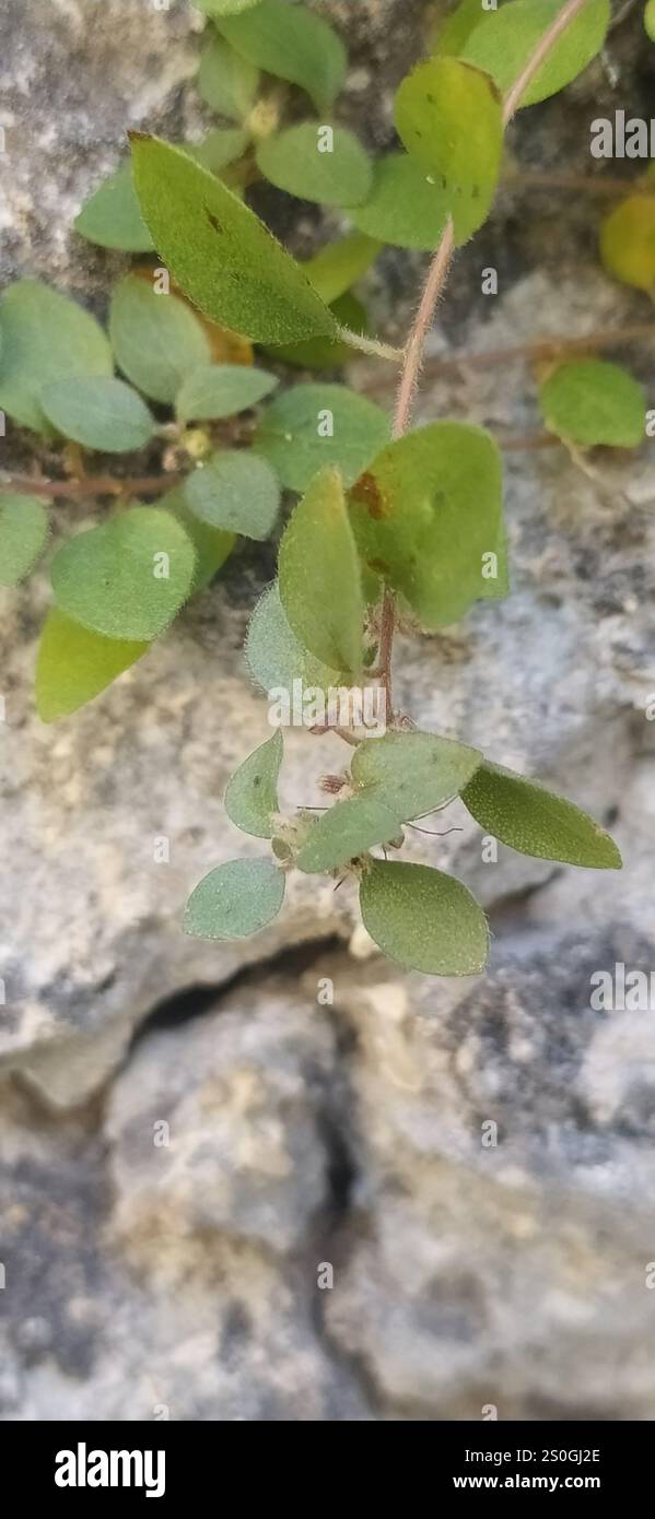 Mediterranean Pellitory-of-the-wall (Parietaria lusitanica chersonensis ...