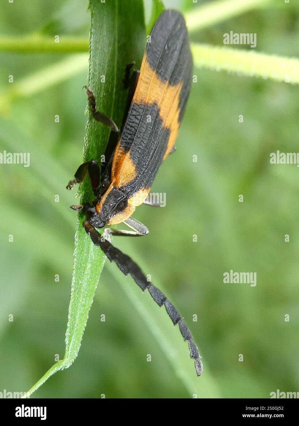 Reticulated net winged beetle hi-res stock photography and images - Alamy