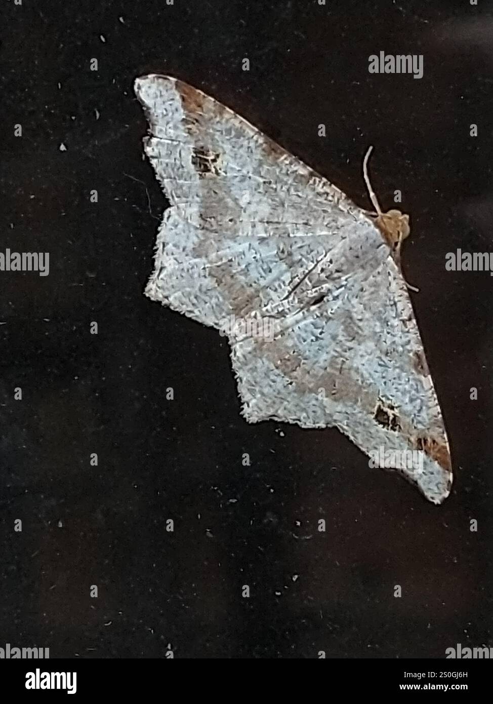 Sharp-angled Peacock Moth (Macaria alternata Stock Photo - Alamy