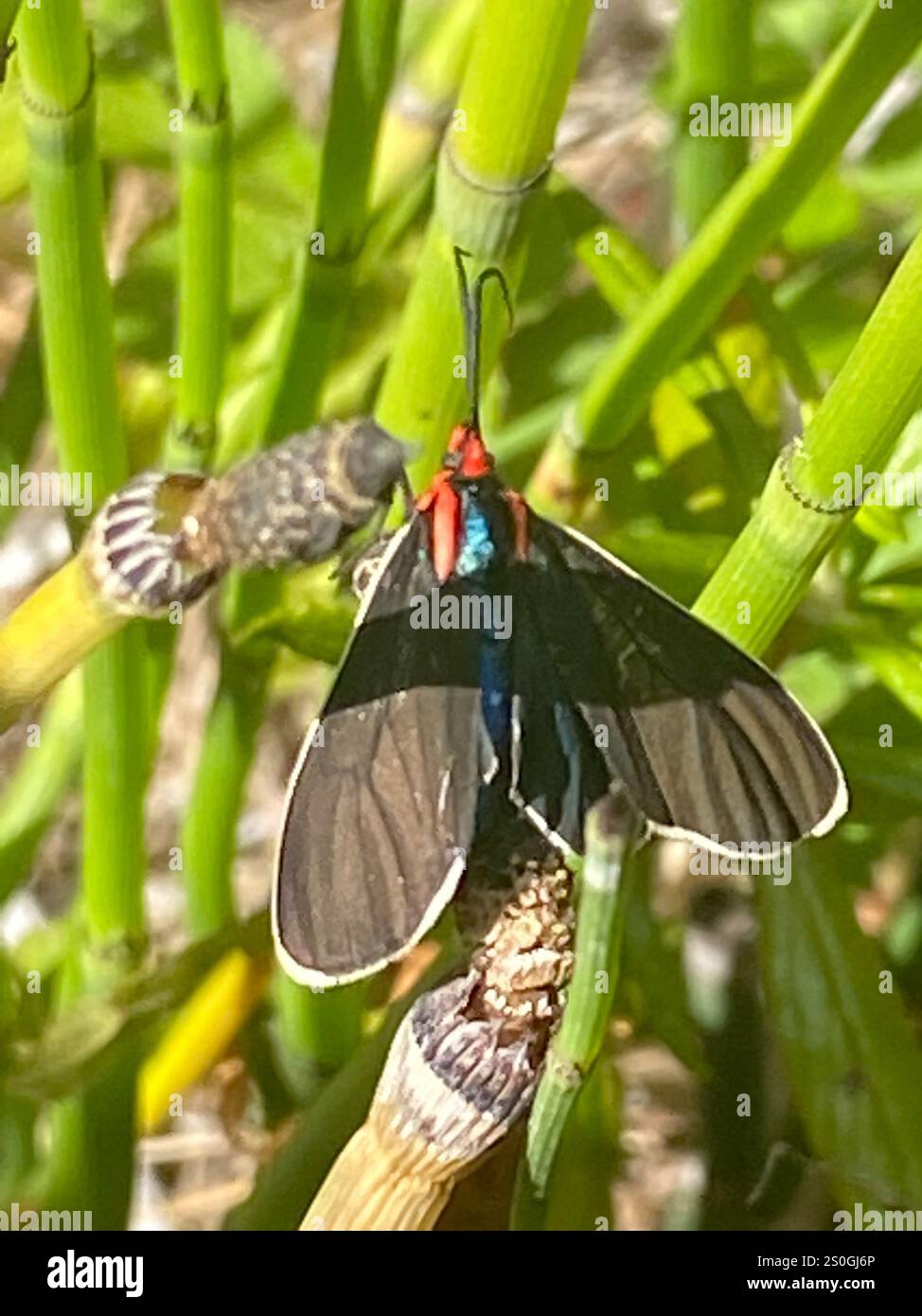 White-margined Ctenucha Moth (Ctenucha multifaria Stock Photo - Alamy