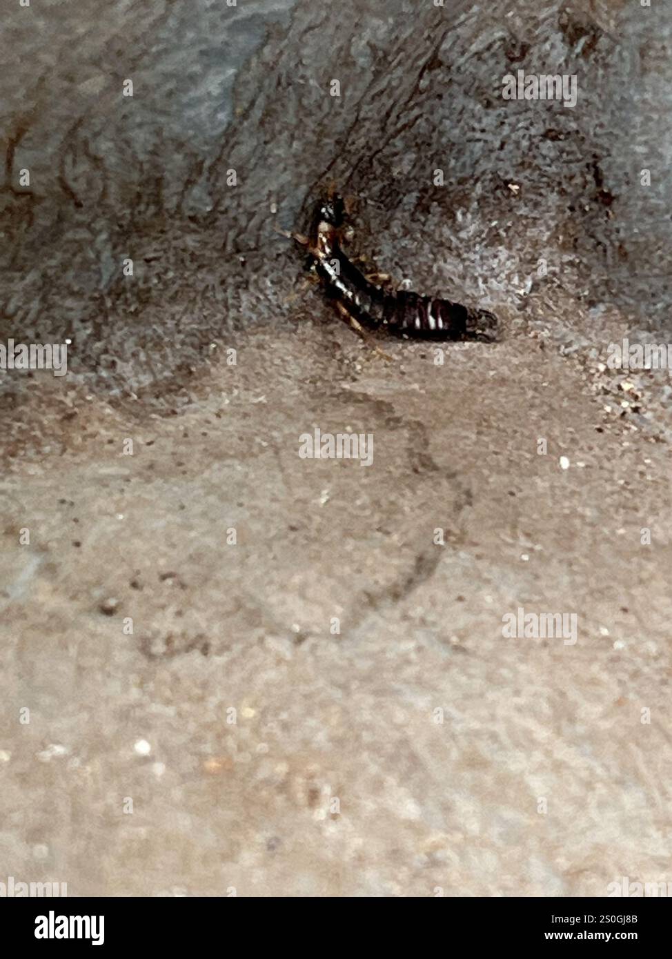Ring-legged Earwig (Euborellia annulipes Stock Photo - Alamy