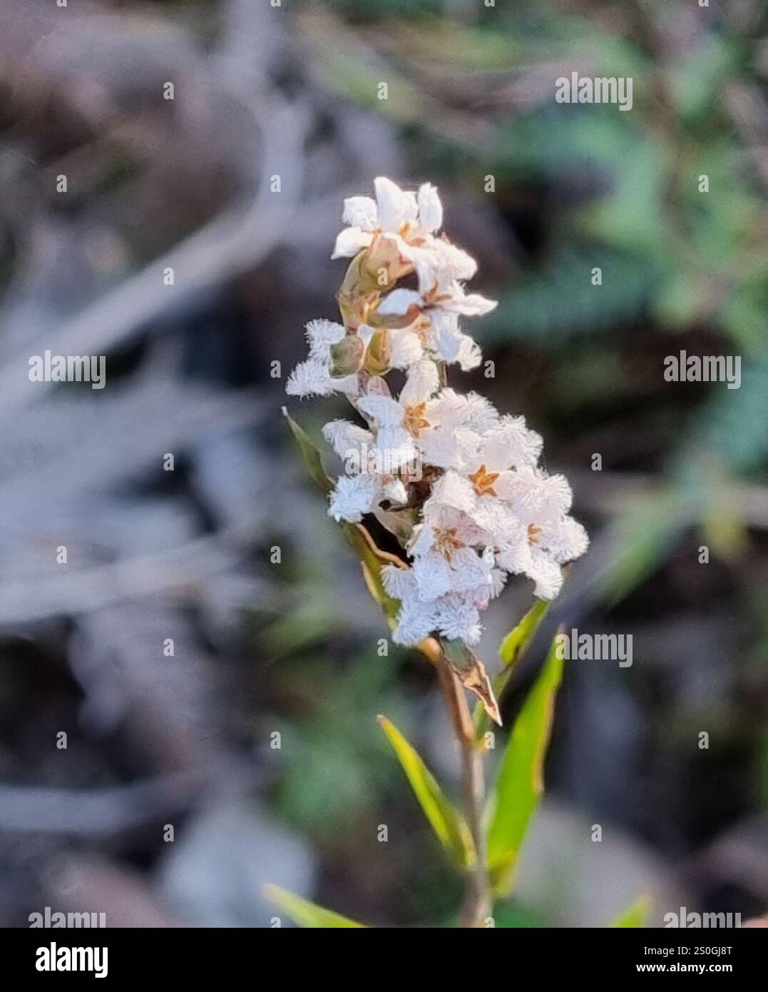 common beard-heath (Leucopogon virgatus Stock Photo - Alamy