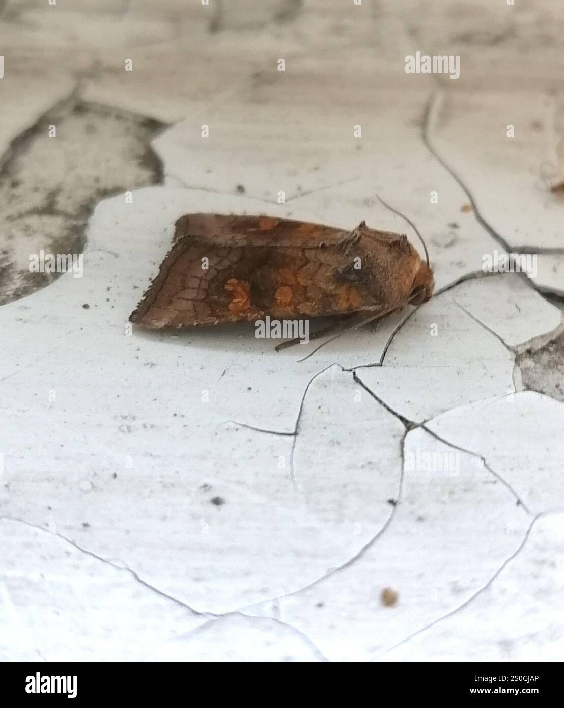 Ear Moths (Amphipoea Stock Photo - Alamy