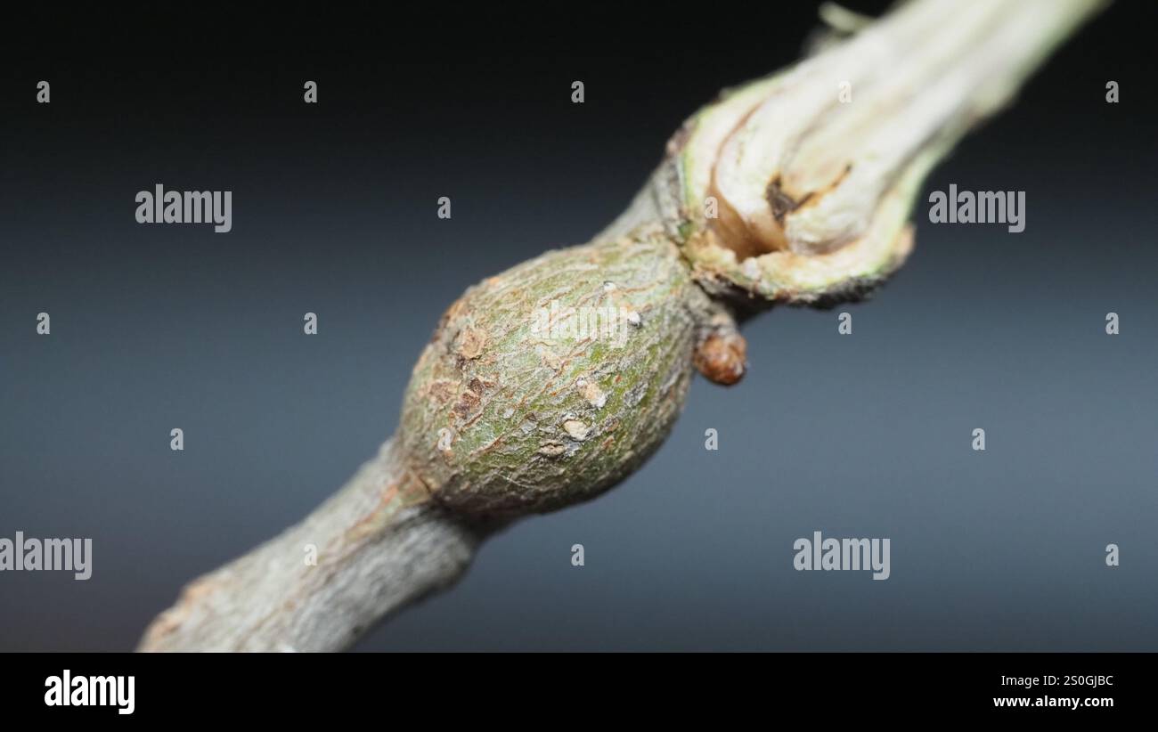 Southern Live Oak Stem Gall Wasp (Callirhytis quercusbatatoides Stock ...