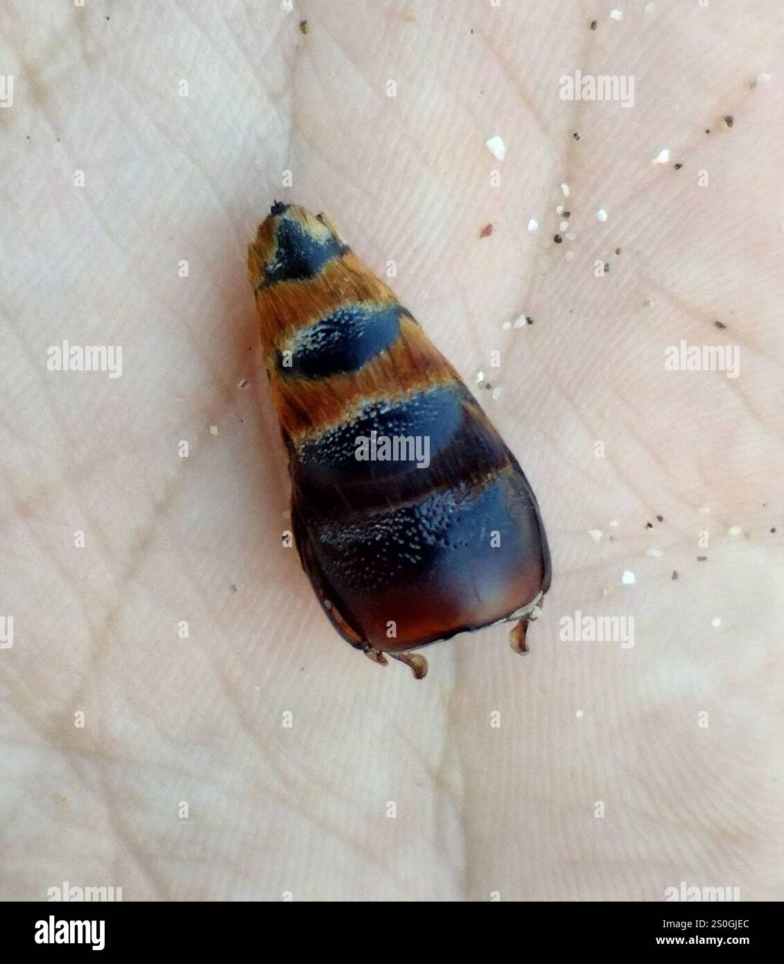 Megascolia maculata maculata hi-res stock photography and images - Alamy
