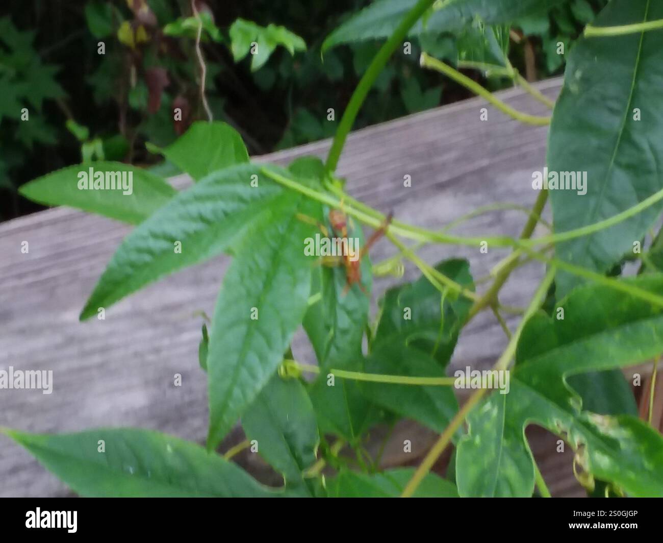Mexican Paper Wasp (Mischocyttarus mexicanus Stock Photo - Alamy