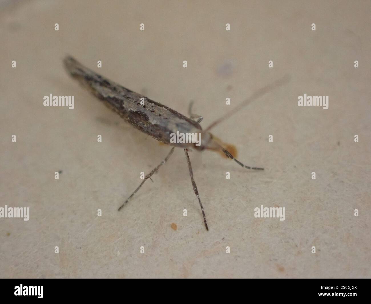 Diamondback moth hi-res stock photography and images - Alamy