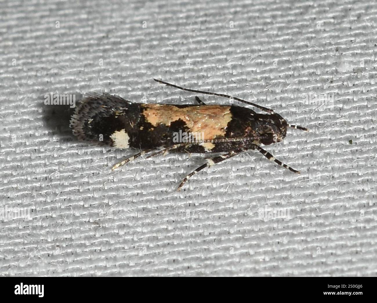 Red-necked Peanutworm Moth (Stegasta bosqueella Stock Photo - Alamy