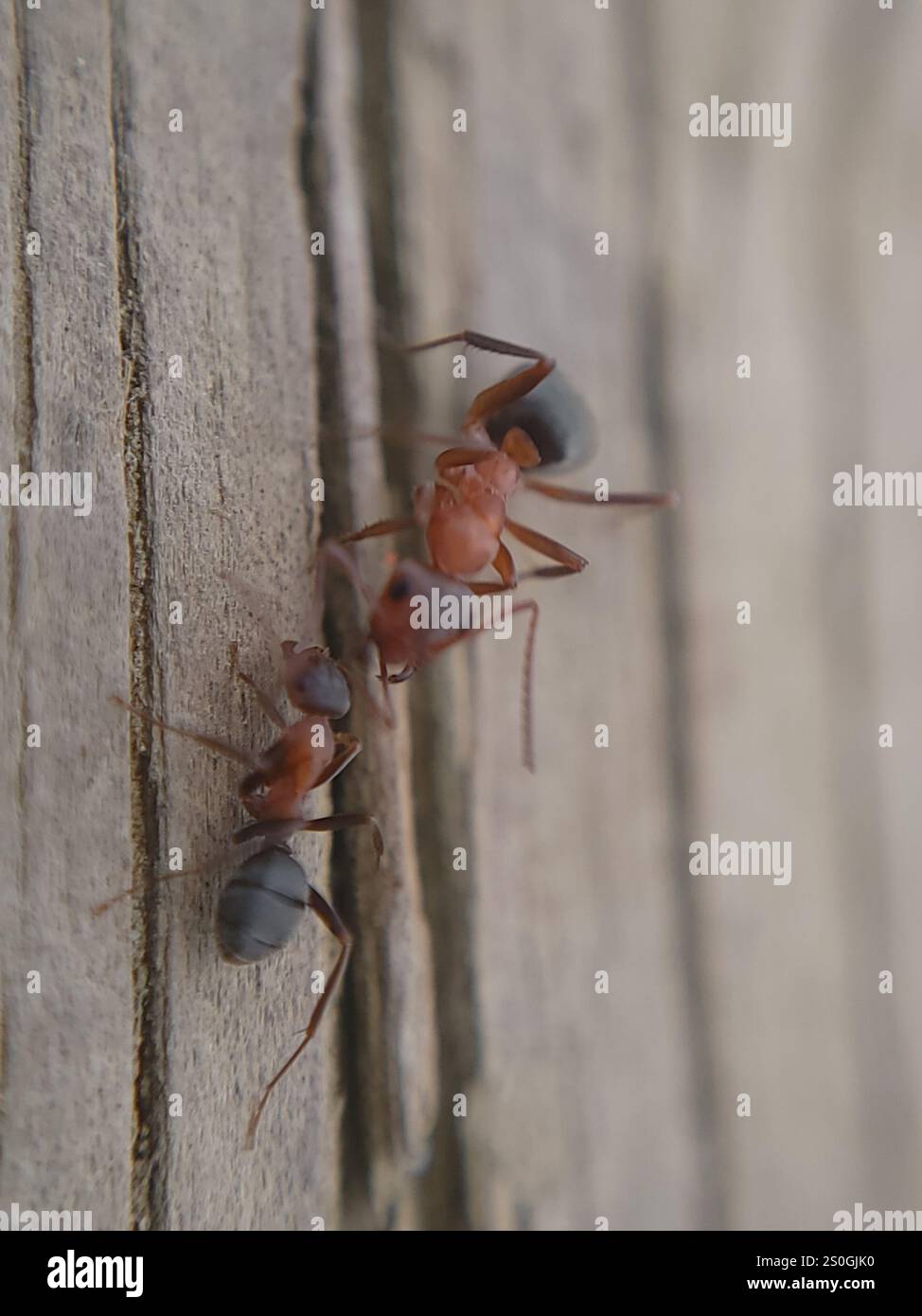 fusca-group Field Ants and Allies (Formica fusca Stock Photo - Alamy