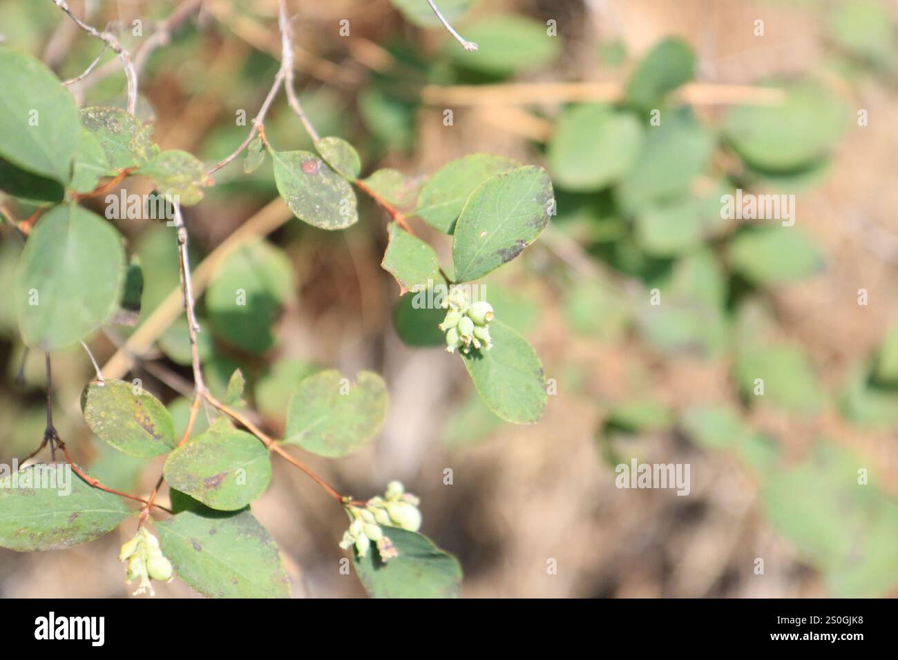 Common Snowberry (Symphoricarpos albus Stock Photo - Alamy