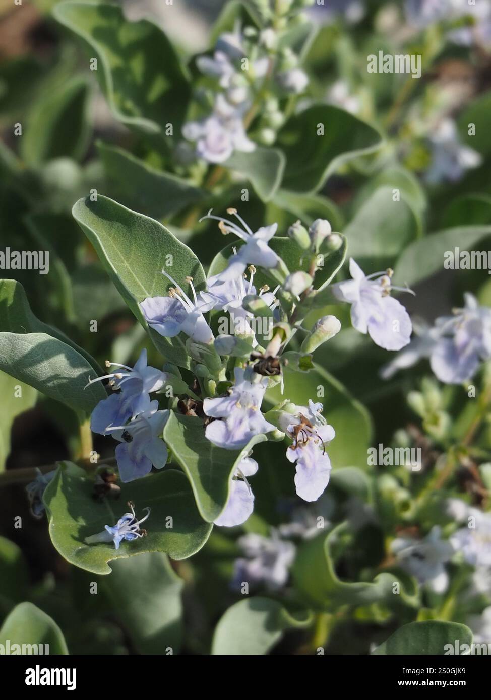 Beach Vitex (Vitex rotundifolia Stock Photo - Alamy