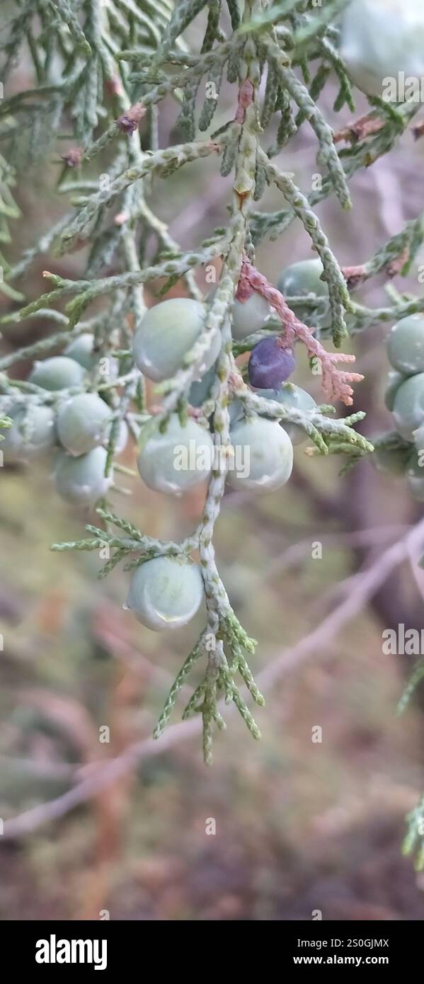 Pashtun juniper (Juniperus seravschanica Stock Photo - Alamy