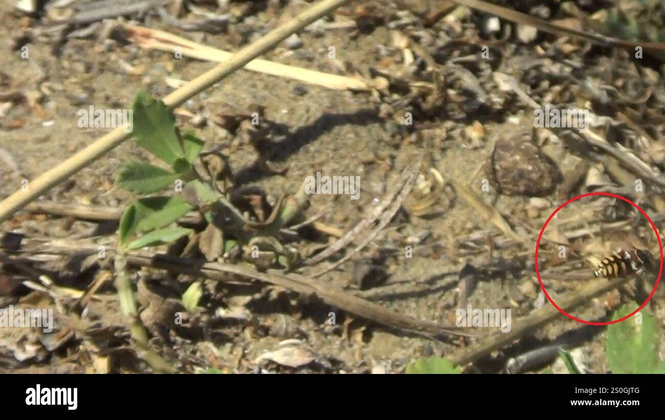 Black-thighed Cellophane-cuckoo Bee (Epeolus variegatus Stock Photo - Alamy