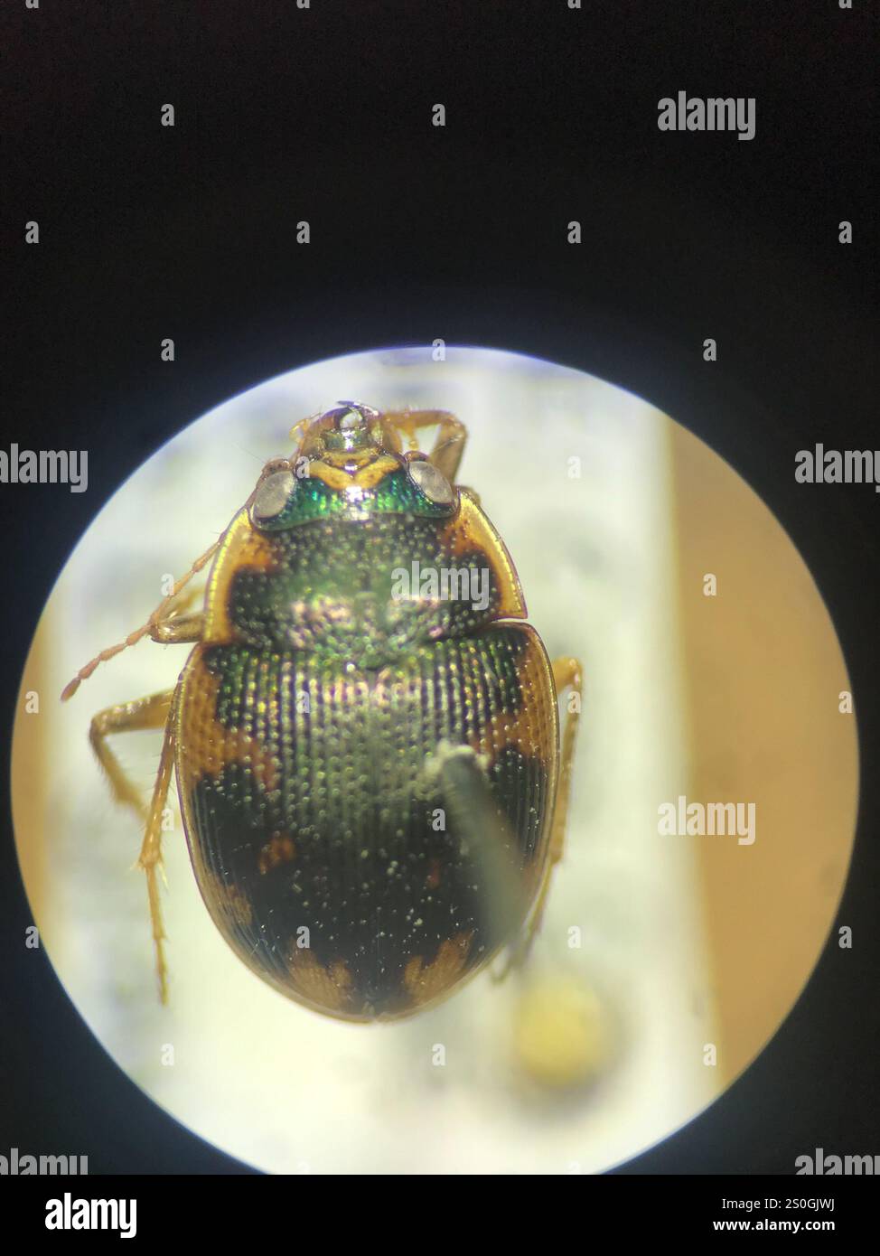 American Round Sand Beetle (Omophron americanum Stock Photo - Alamy