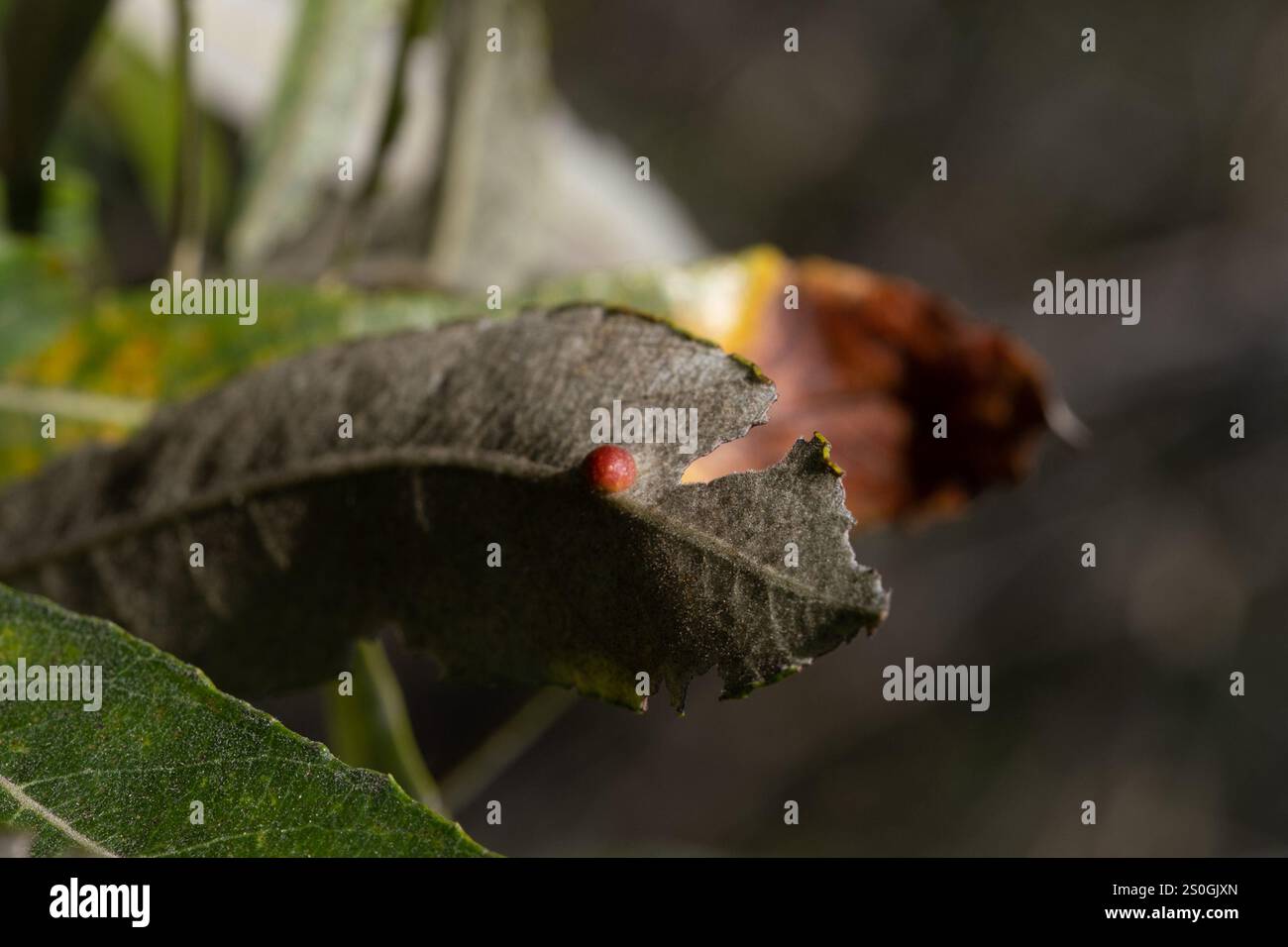 Willow Apple Gall Sawfly (Euura californica Stock Photo - Alamy