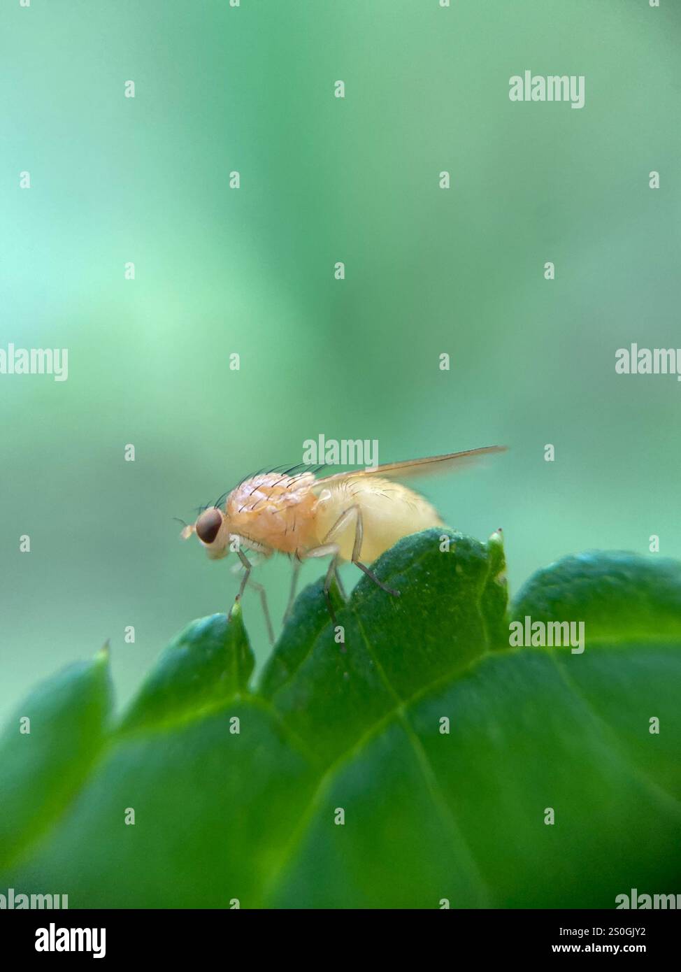 Meiosimyza rorida hi-res stock photography and images - Alamy