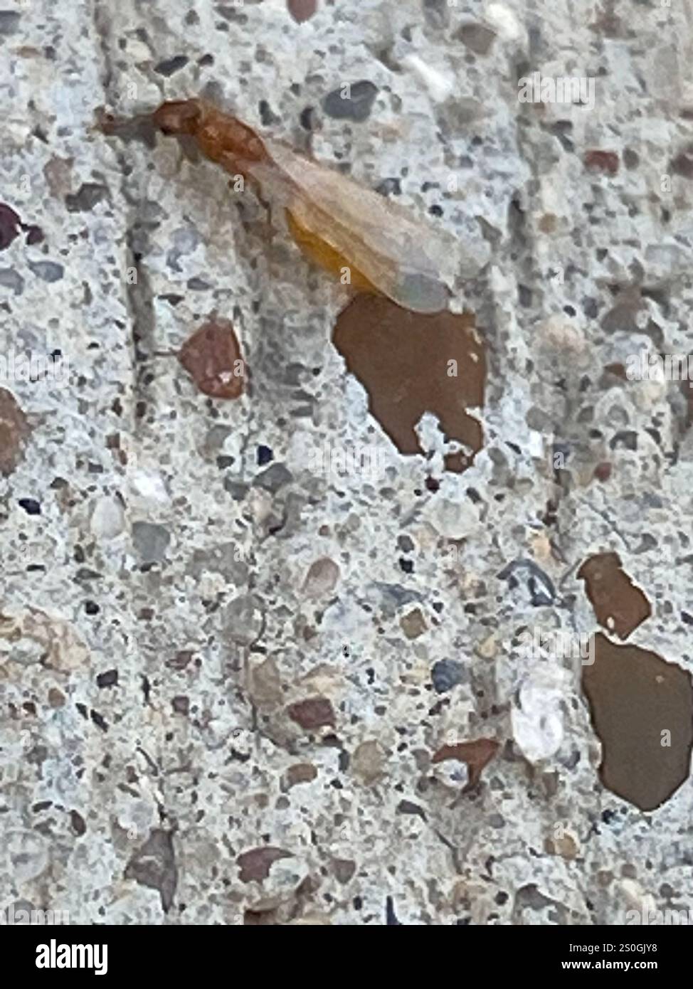 Molesta-group Thief Ants (Solenopsis molesta Stock Photo - Alamy